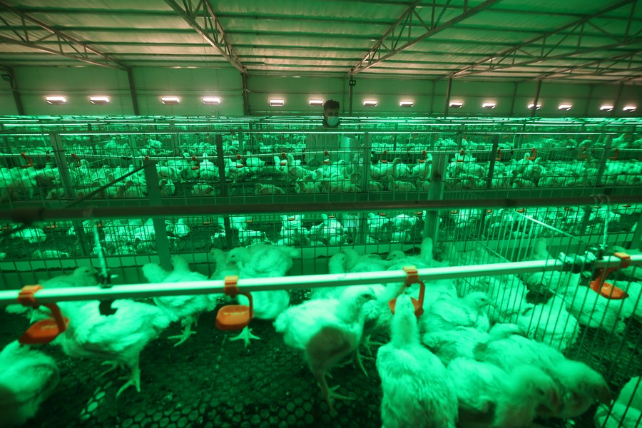 POULTRY FARM / CHICKEN COOP - PUSTALEA